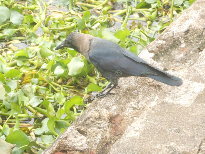 Crow indian bird stock photo. Image of indian, river - 199089898