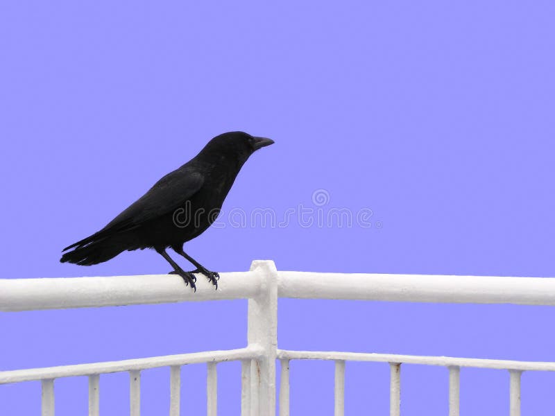 Crow (isolated) stock image. Image of flies, crow, railings - 17047