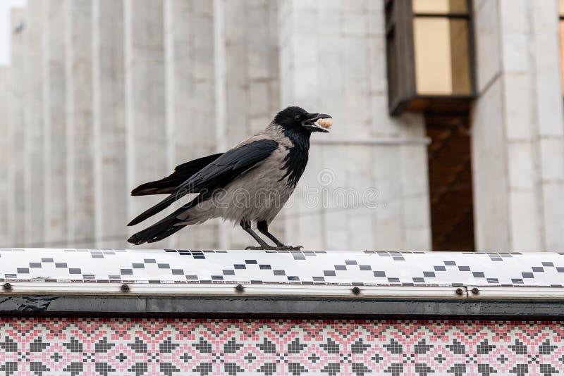 The Crow in Its Beak Holds a Nut Stock Photo - Image of beak, corvus ...