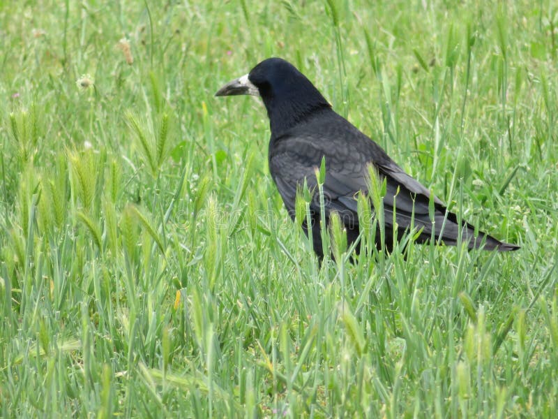 Crow Jackdaw Black Bird Scavenger Strong Bird S Beak Stock Image ...