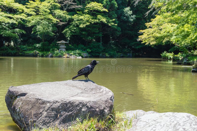 Crow stock image. Image of pets, jackdaw, formal, bird - 44044845