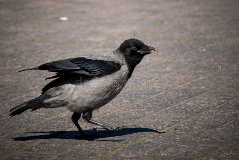 Crow stock photo. Image of deep, avian, peeking, beauty - 80885392