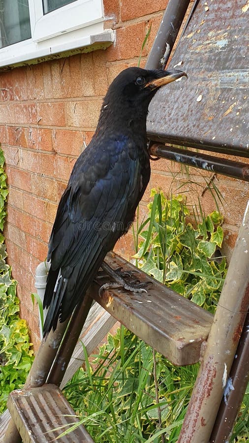 Crow on ladder stock image. Image of crow, bird, closeup - 147115953
