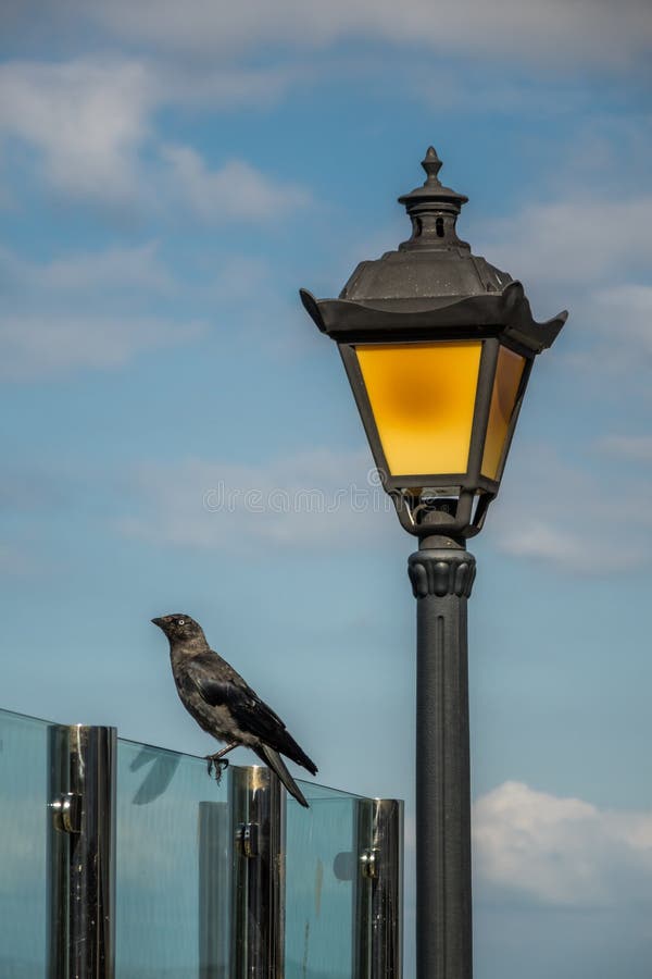 Crow and a lamp stock image. Image of nature, outdoors - 61978799