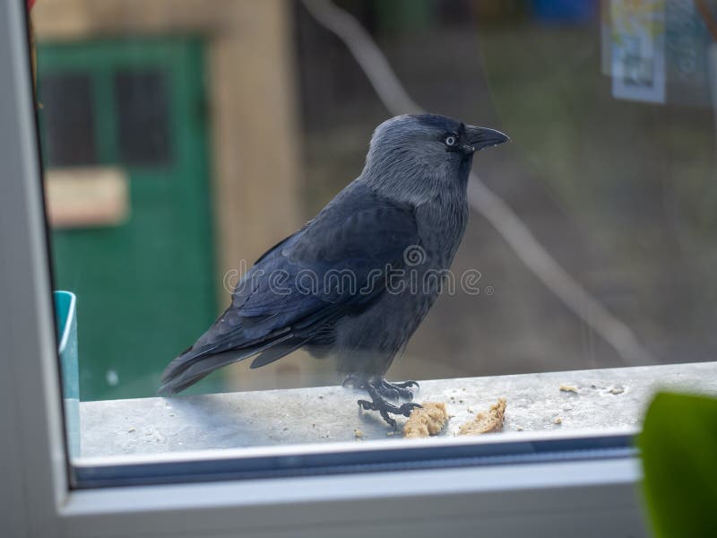 Raven Themes Window Background Stock Photos - Free & Royalty-Free Stock ...