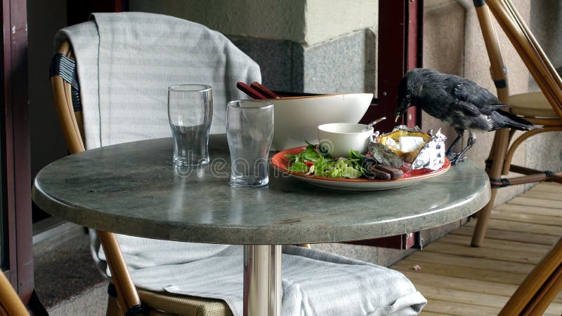 A Crow Landed on a Table To Peck at the Remains Left by a Customer ...