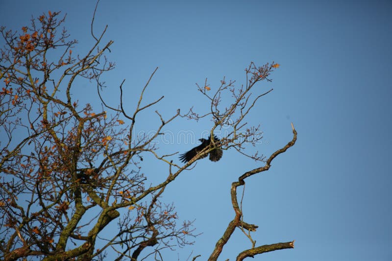 Crow landing in a tree stock photo. Image of spring - 300708642