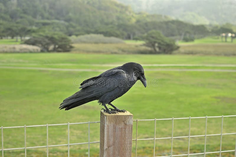 Crow stock image. Image of fence, crown, blackbird, francisco - 42403827