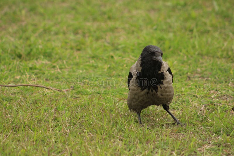 Crow on the Lawn in a City Park. a Hooded Crow Foraging in a Park in ...