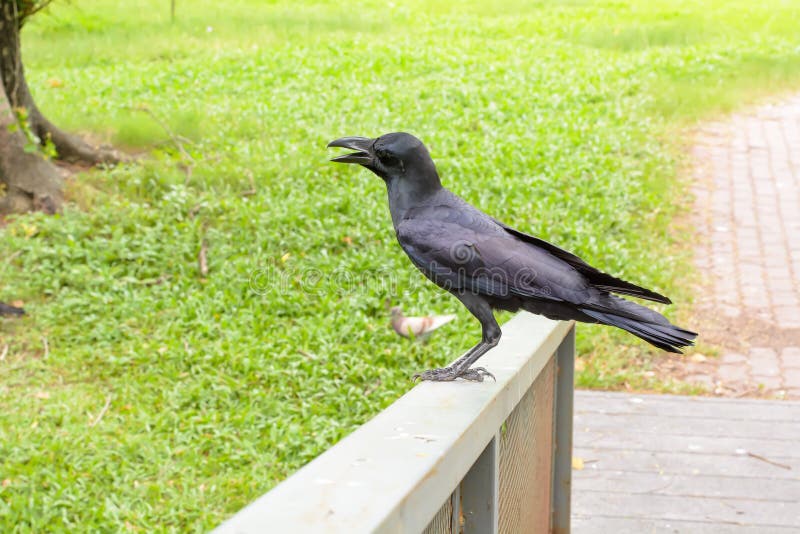 Crow on the lawn stock image. Image of field, park, stand - 109795563