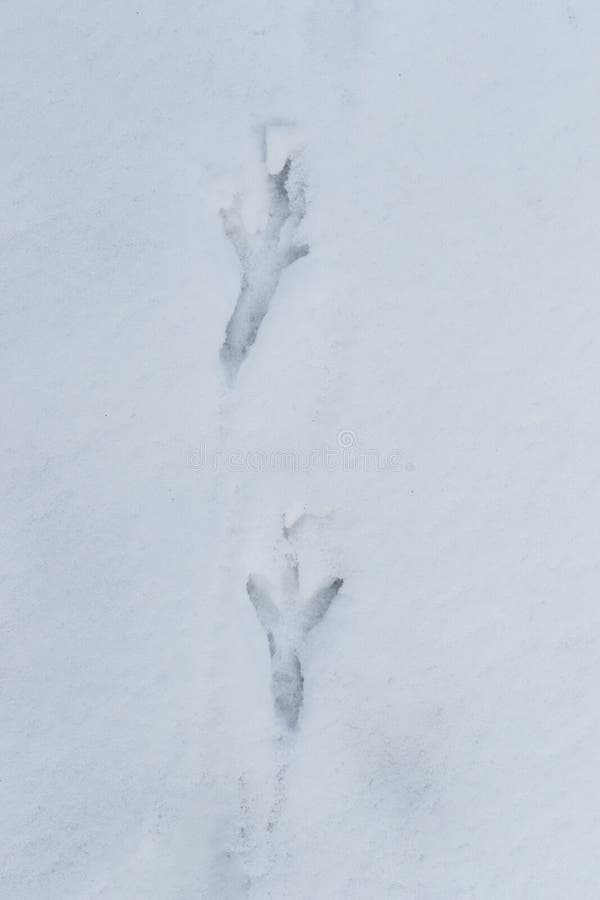 Crow, Trace Of Warplane And Swallow Stock Photo - Image of growth ...