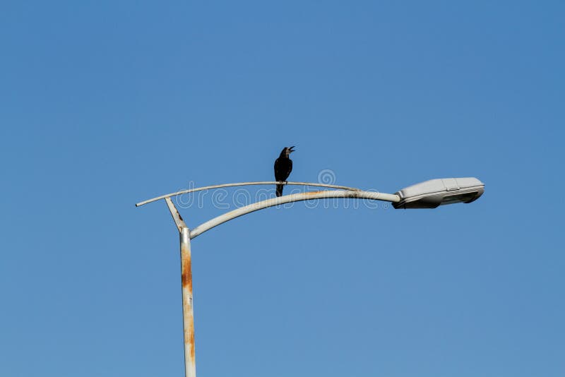 Crow stock image. Image of rusty, light, blue, pole, crow - 66046693