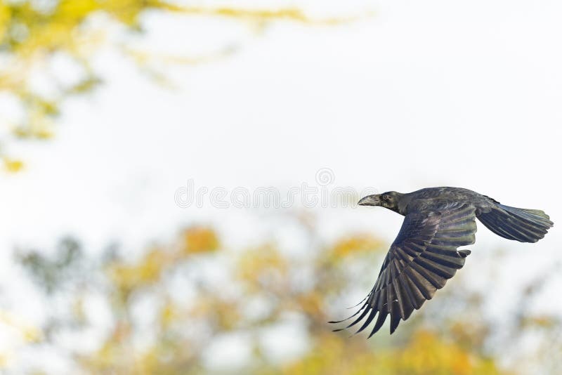 Large-billed Crow (Corvus Macrorhynchos) in Flight Stock Photo - Image ...