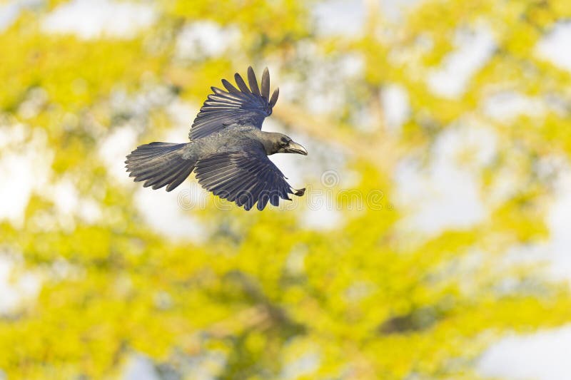 Large-billed Crow (Corvus Macrorhynchos) in Flight Stock Image - Image ...
