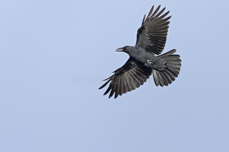 Large-billed Crow (Corvus Macrorhynchos) in Flight Stock Photo - Image ...