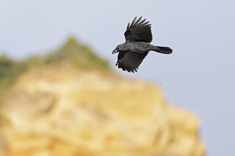 Large-billed Crow (Corvus Macrorhynchos) in Flight Stock Image - Image ...