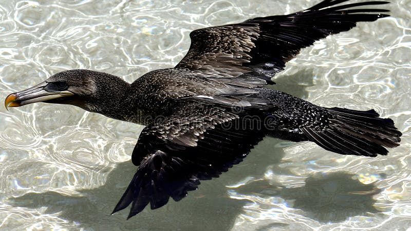 A Crow-like Bird Gliding Over the Water Surface. Stock Illustration ...