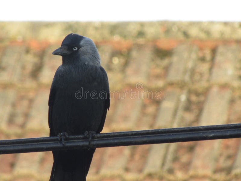 Crow on the Line stock image. Image of landed, line - 120509867