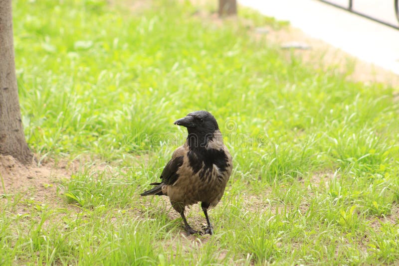 Crow stock photo. Image of waterfront, raven, wildlife - 95731602