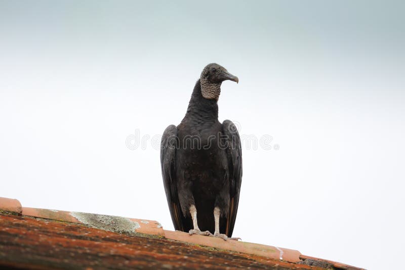 Crow looking around stock photo. Image of wild, looking - 60639350