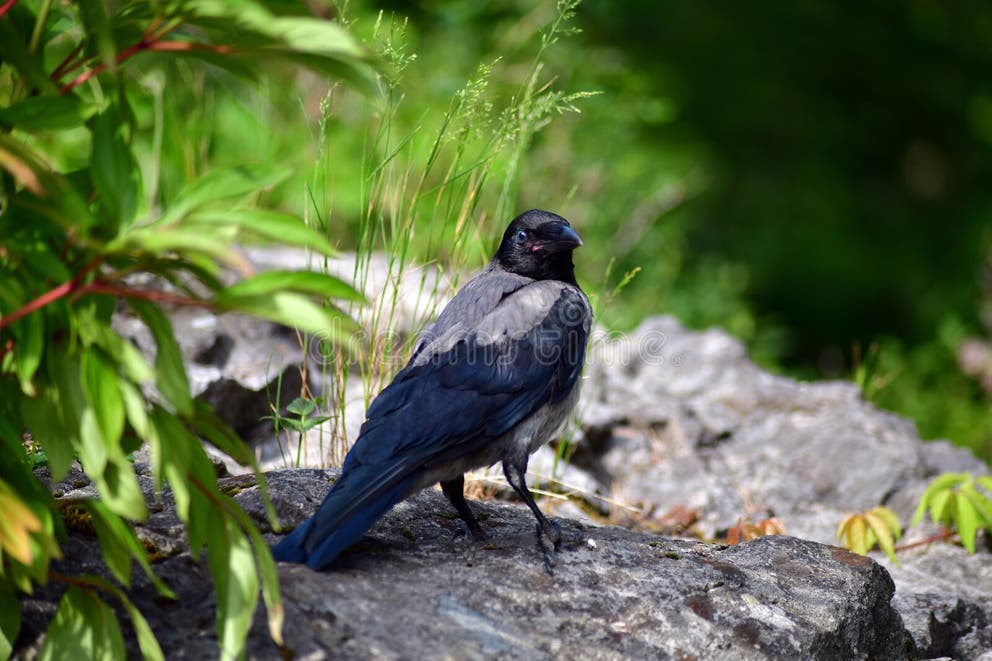 Crow Looking at Camera stock image. Image of eyes, crow - 283219281