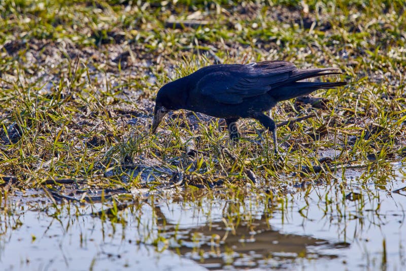 Crow looking for food stock image. Image of field, crow - 118968233