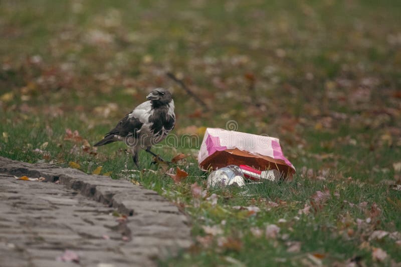 A Crow is Looking for Food in the Park Stock Photo - Image of cracker ...