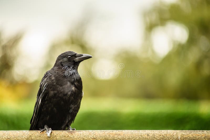 342 Crow Looking Camera Stock Photos - Free & Royalty-Free Stock Photos ...