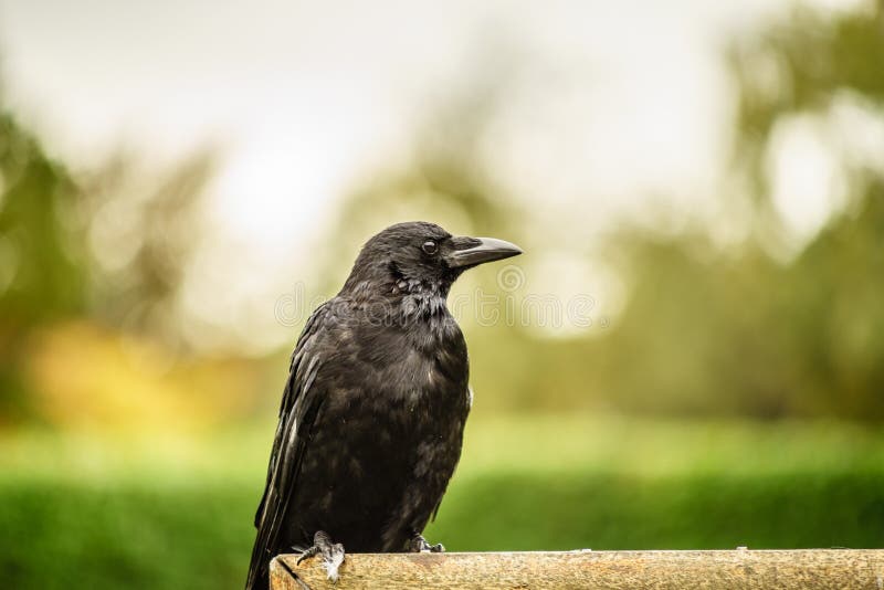 Crow Looking at Camera in the Table Mountain, Cape Town Stock Photo ...