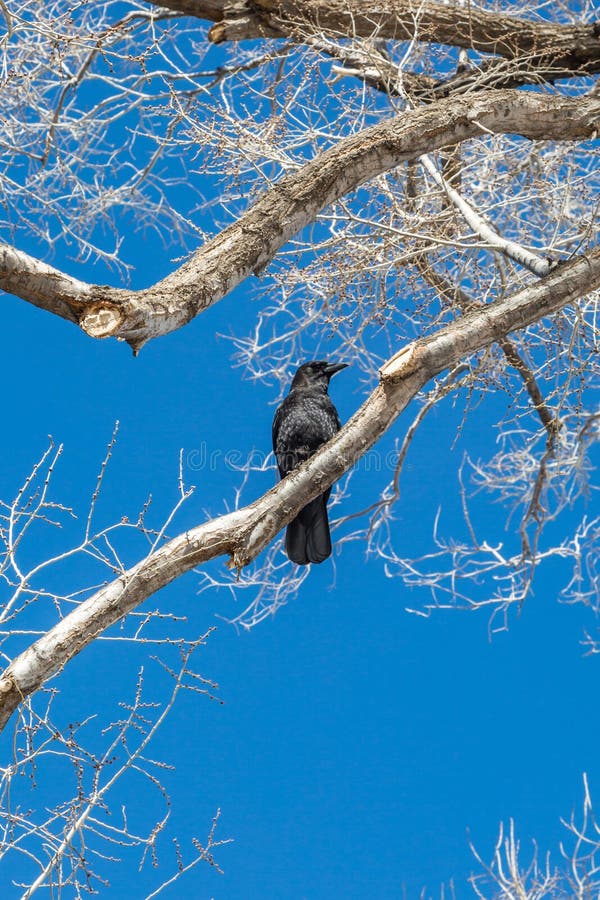 A Crow stock photo. Image of trees, geography, avian - 139854914