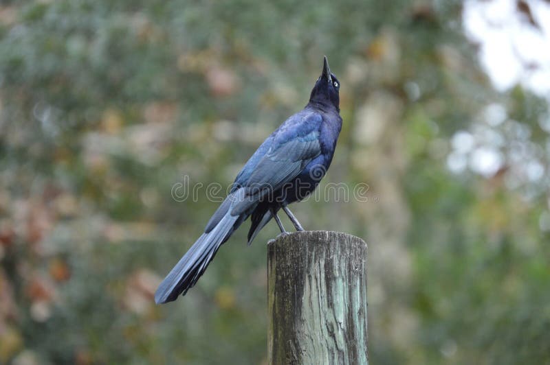 Crow Looking Up into the Sky Stock Photo - Image of blackbird, beak ...