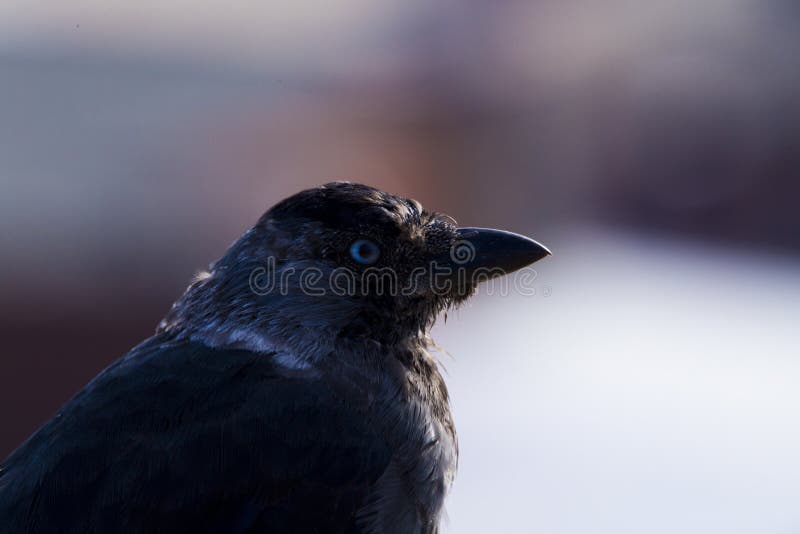 Crow looking upward stock image. Image of feathers, blue - 100038189