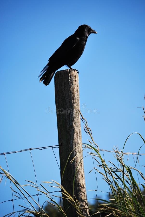 Crow on the lookout stock image. Image of outside, wildlife - 86428873