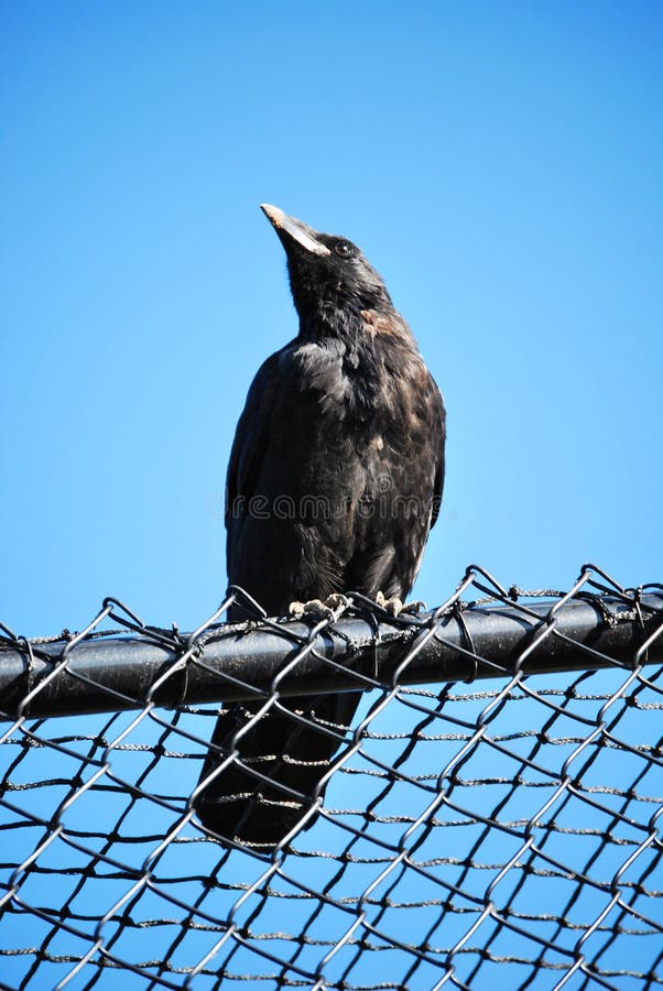 Lookout, crow`s nest stock image. Image of concepts - 143125029