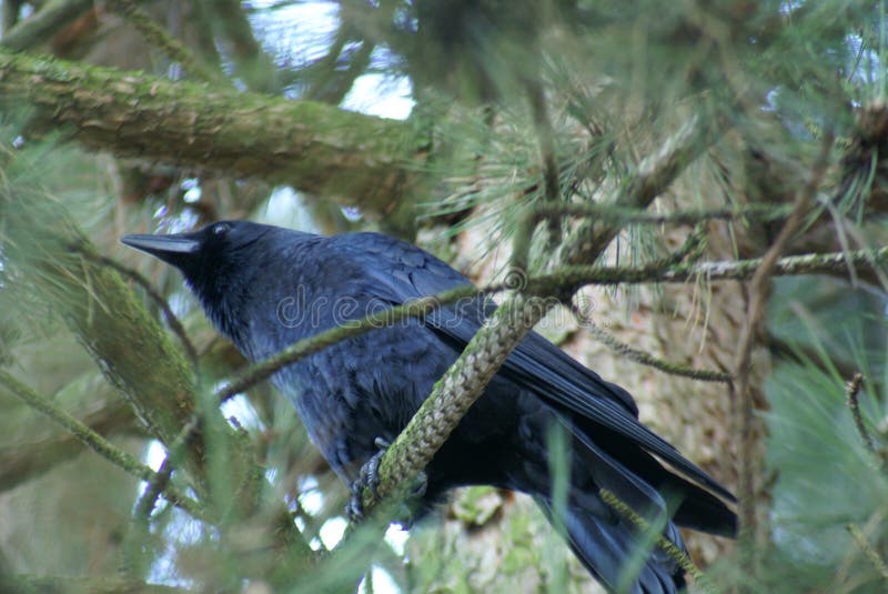 The Crow stock image. Image of wildlife, bird, tree - 233898379