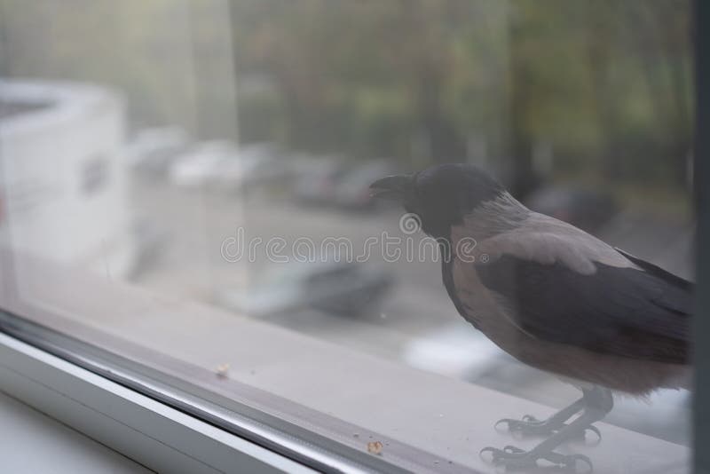 Rook in the rain stock photo. Image of close, spitting - 126002134