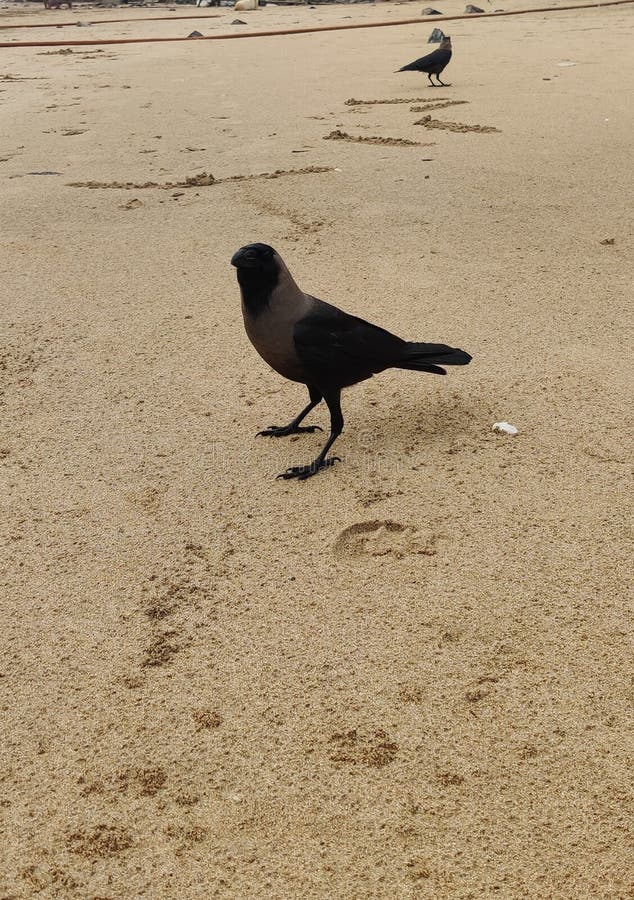 Crow stock photo. Image of battle, crows, looters, glass - 194450030
