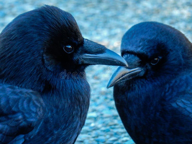 Love Crows stock image. Image of beaks, together, togetherness - 4839965