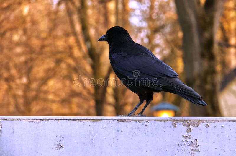A crow on a low wall stock photo. Image of animal, feather - 373941054