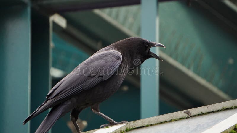 The crow stock photo. Image of loud, crow, wild, birds - 66980714