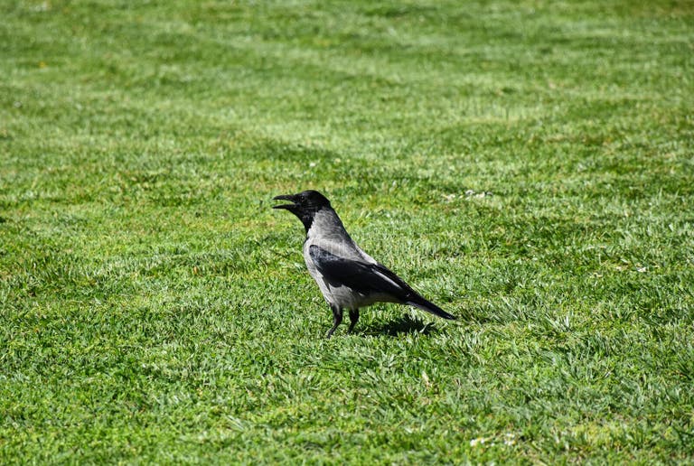 Crow on the Meadow in Spring Time Stock Image - Image of ground, crow ...