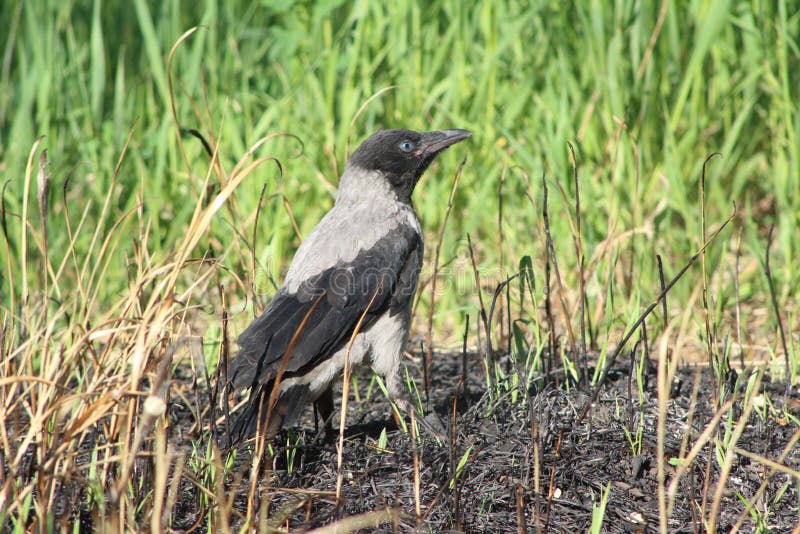 Crow on a meadow stock image. Image of bird, nature, summer - 79424895