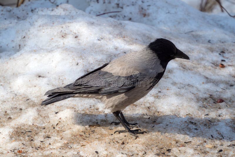 Crow on Melting Snow in Spring Stock Photo - Image of wing, snow: 244313408