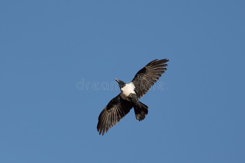 Black Crow In Flight With Spread Wings Stock Image - Image of crow ...