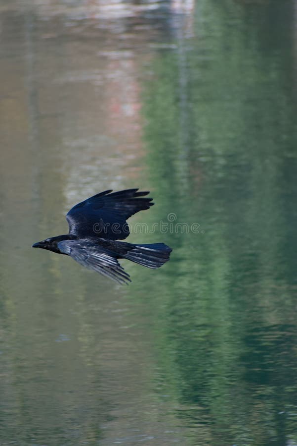 Crow in Mid-flight Over a Tranquil Water Surface Stock Photo - Image of ...