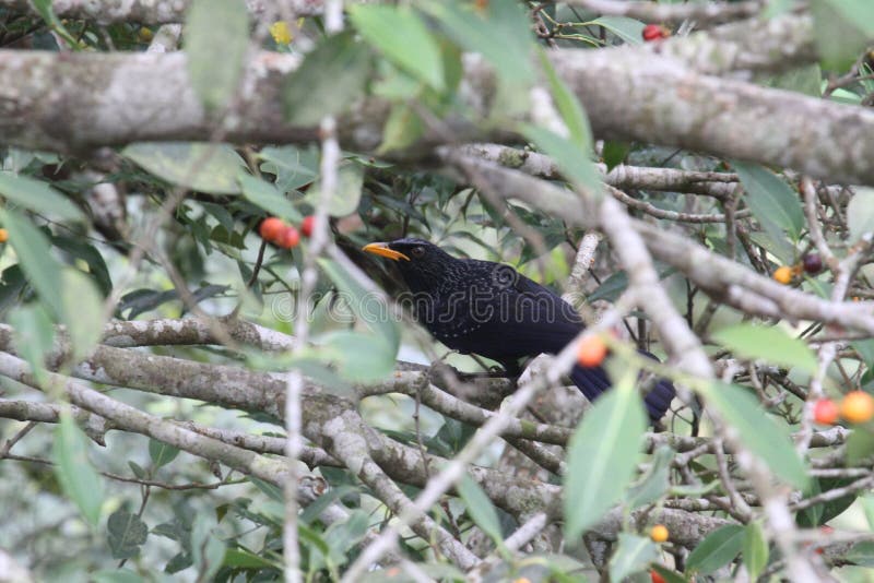 A Crow in the Middle of Trees in the Forest Stock Image - Image of ...