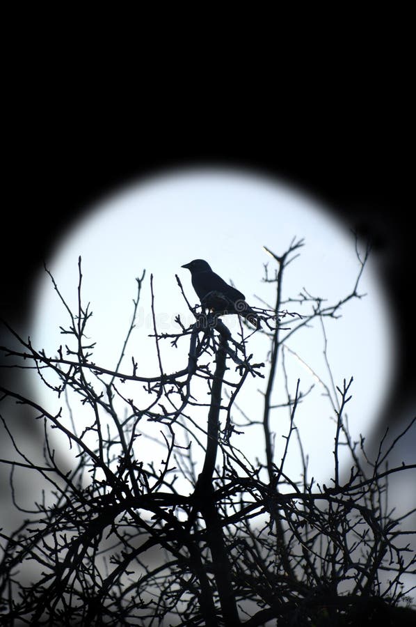 Crow and moon stock image. Image of grim, black, tree, moonlit - 436483