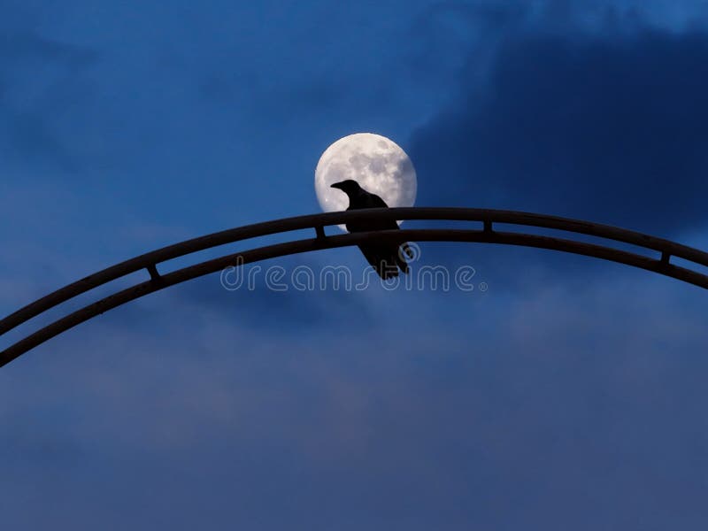 Crow in Moon at Starry Night Stock Photo - Image of starry, moon: 225674780