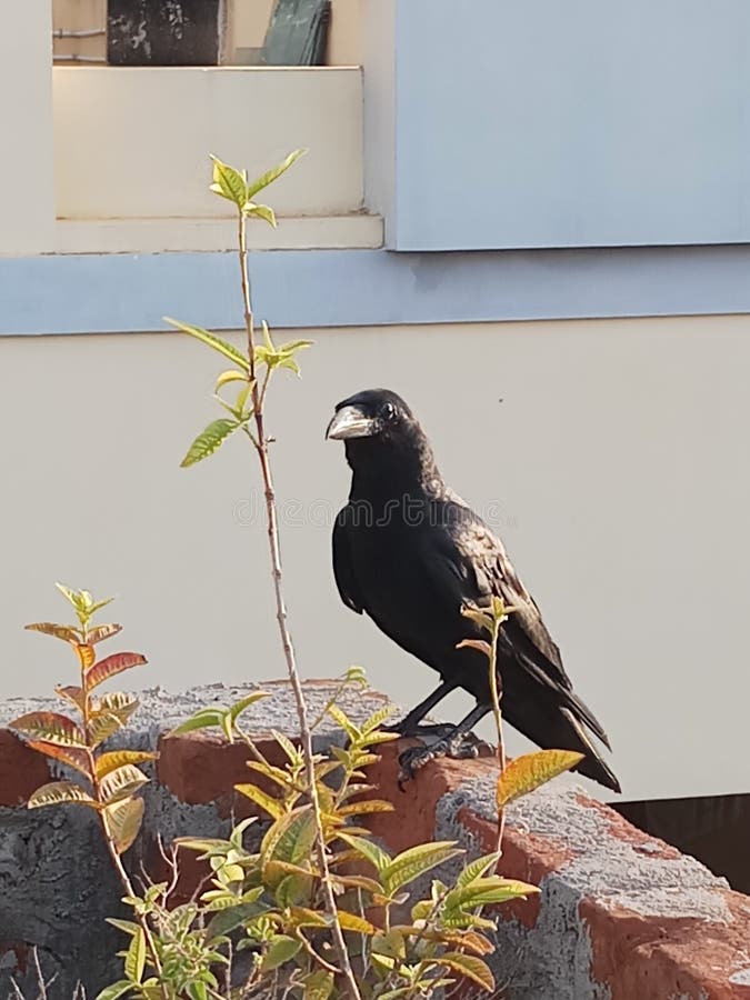 Crow stock photo. Image of morning, crow, naturally - 124480124