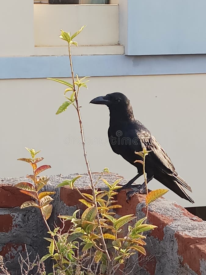 Crow stock photo. Image of light, morning, naturally - 124480286